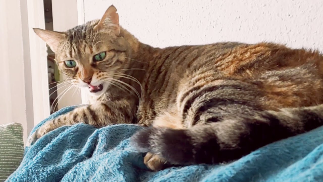 Meow, Pet Me And Don't Stop. #Jules - YouTube