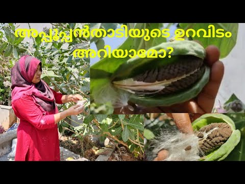 അപ്പൂപ്പൻതാടി വീട്ടിലെ അടുക്കളതോട്ടത്തിലുമുണ്ടായി // Appooppanthadi # ...