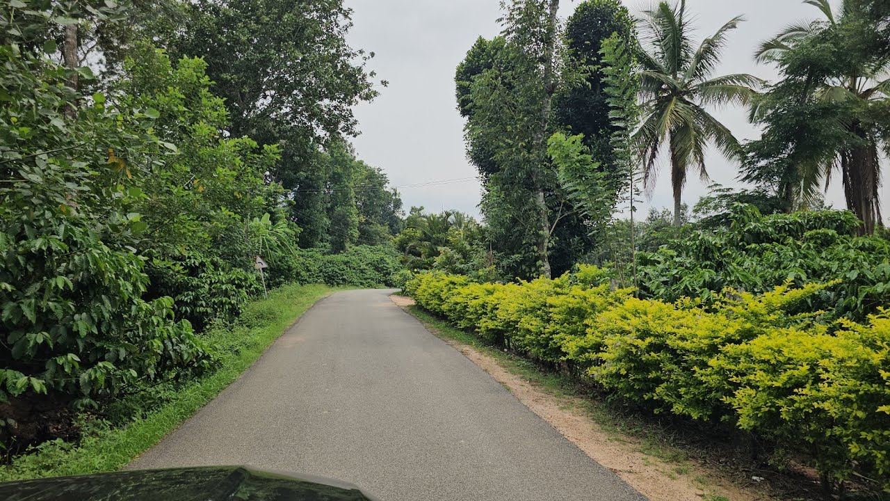 (#242) 🌍 4 acre good condition arrebika coffee tota. 👌🏻 ಮೂಡಿಗೆರೆ ಇಂದ 5 ...