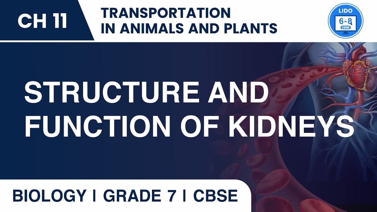Structure & Function of Kidneys | Transportation in Animals and Plants ...