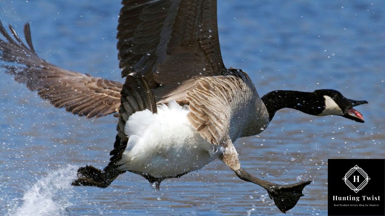 Goose Hunting with Double Barrel 10 Gauge Shotgun - YouTube