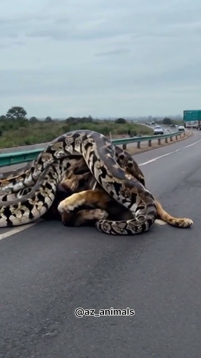 Python vs Lion Clash of the Mighty #python #lion #shorts - YouTube