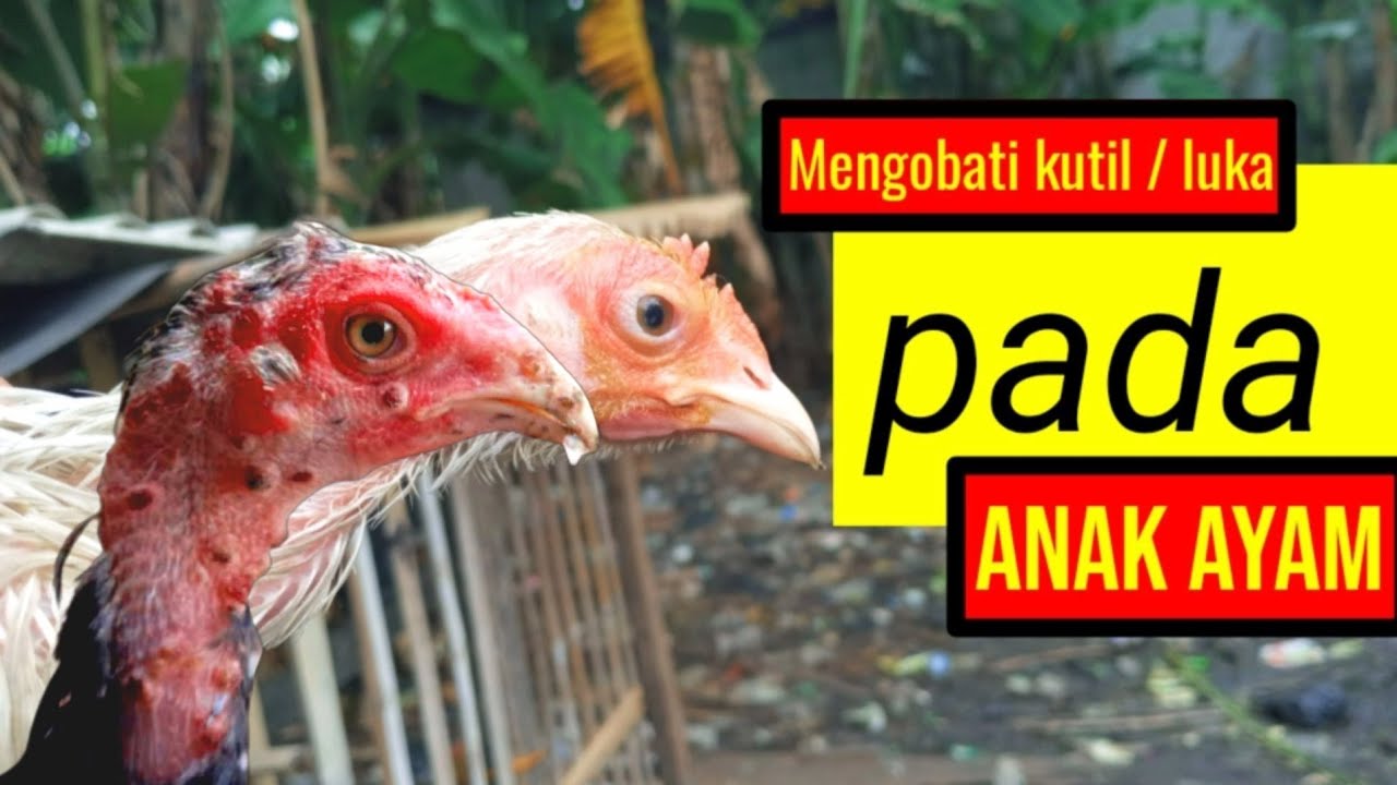 Cara mengobati kutilan pada anak ayam pelung,kampung,bangkok dll ...