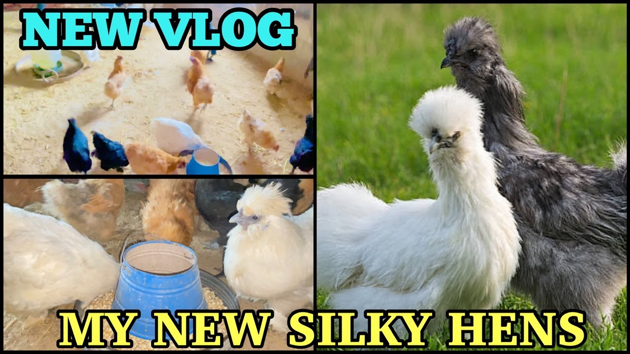 Fancy hens setup | fancy chicken farm | fancy hens price in pakistan ...
