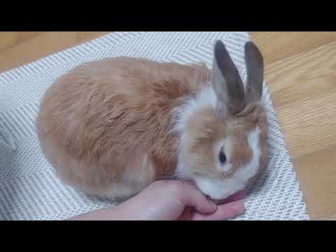 shoulder ear hand massage roleplay