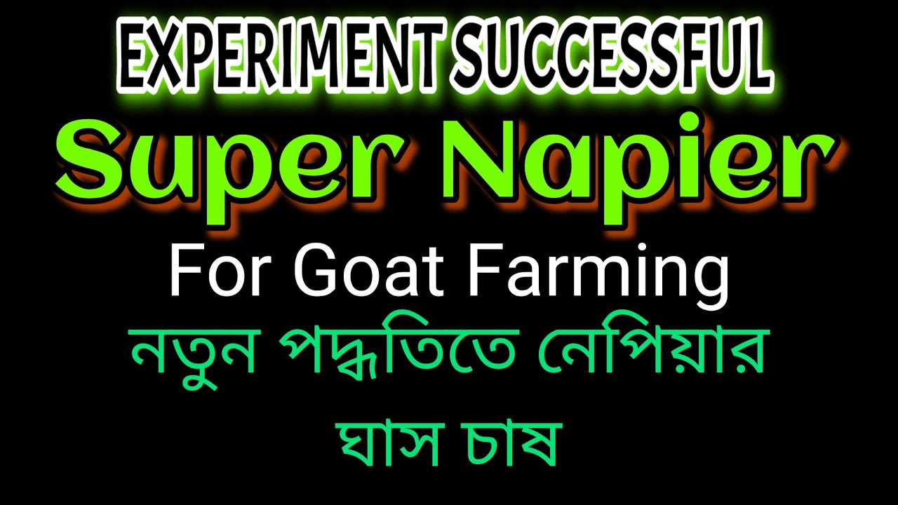 Super Napier grass cultivation new process. EXPERIMENT SUCCESSFUL - YouTube