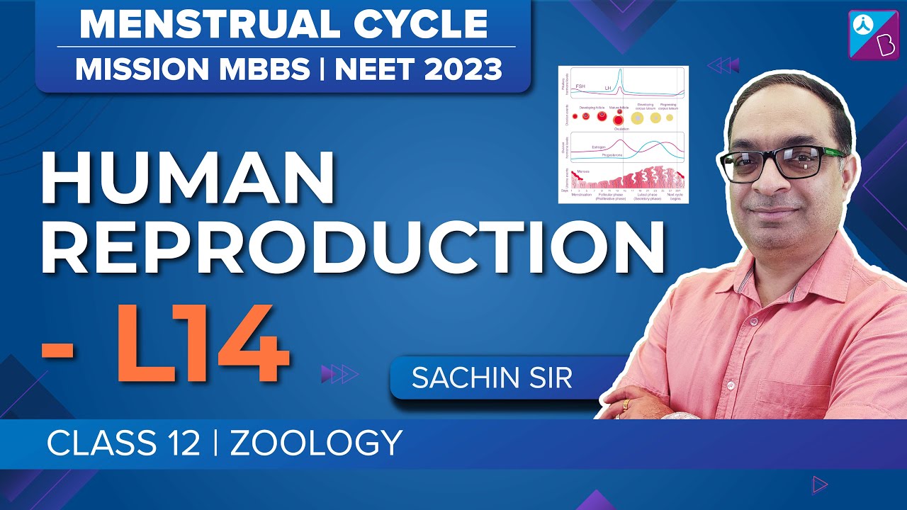 Menstrual Cycle Class 12 Biology - Human Reproduction Concepts (L14 ...