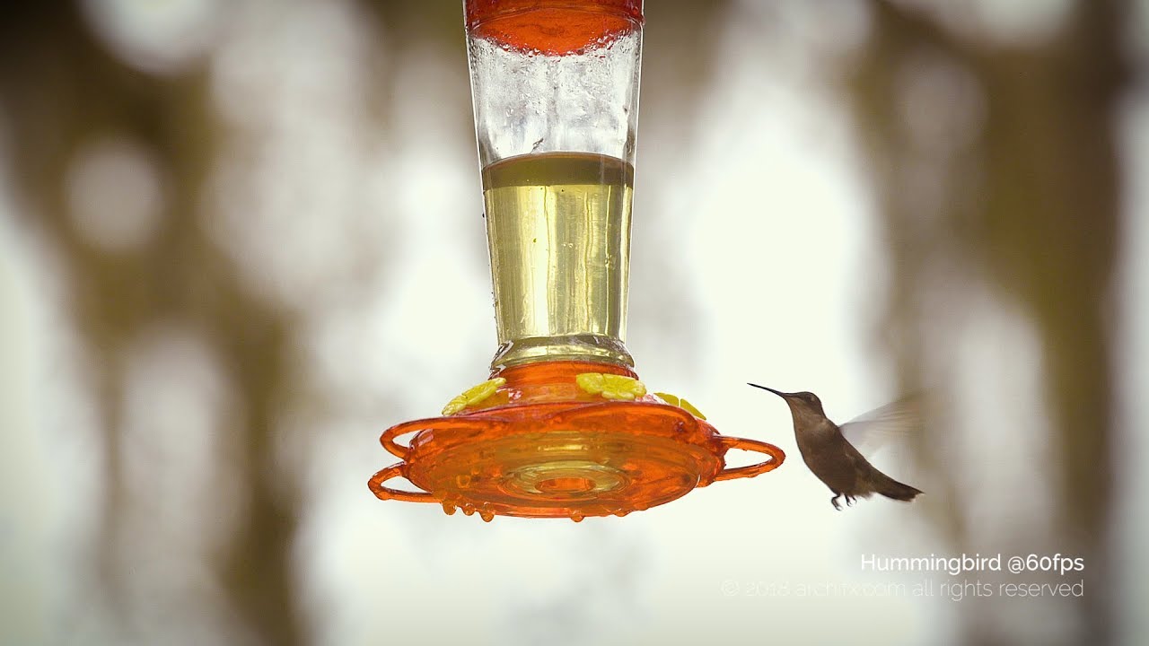 Hummingbird In Slow Motion | Shot On Canon C100 Mark2 - YouTube