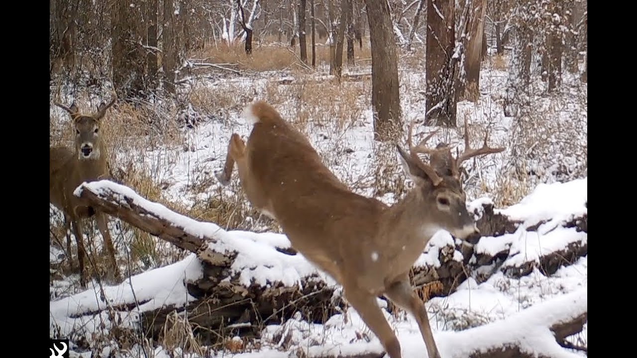 WHITETAIL DEER RUT, AND CHASE, SPARRING, TICKLE SCRAPE. WILDLIFE ...