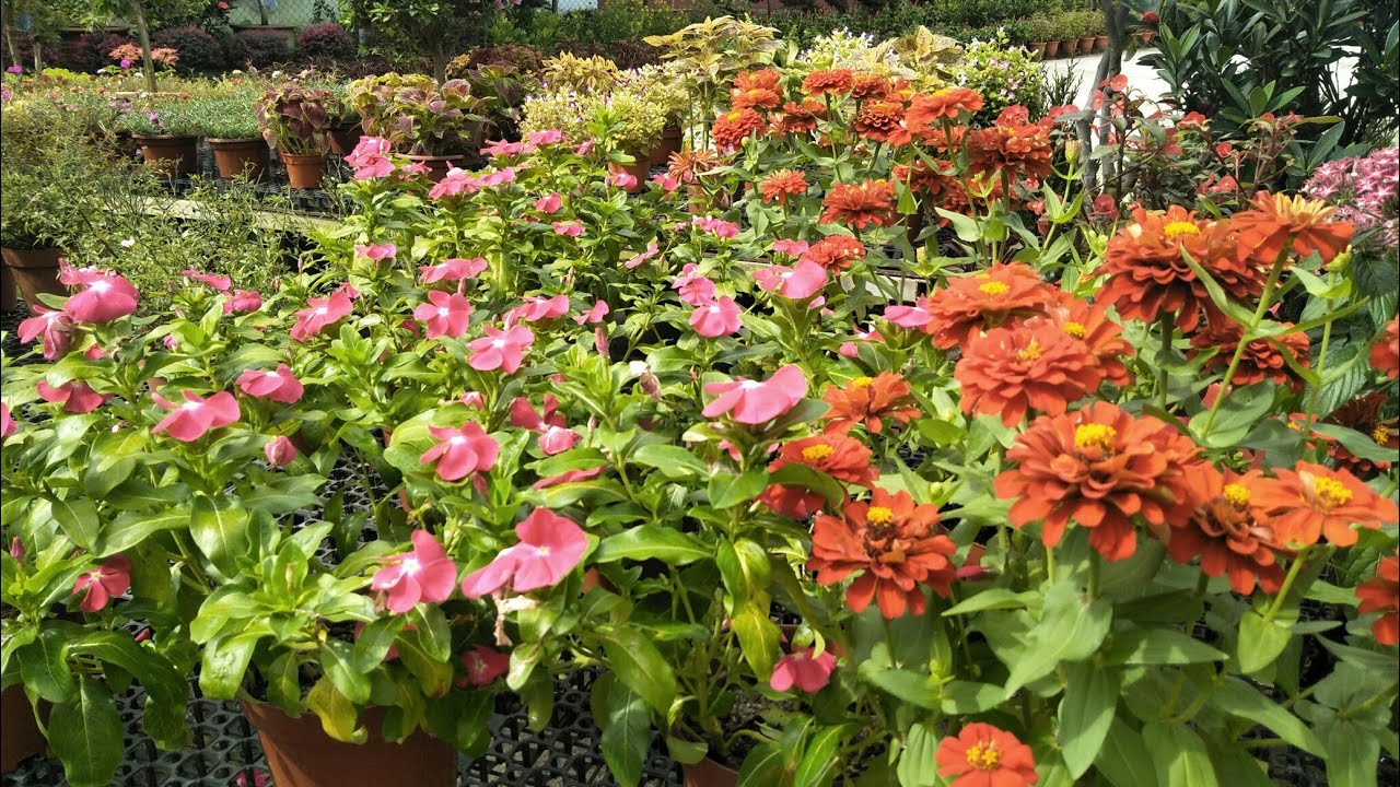 ANG DAMING HALAMAN AT MAGAGANDANG BULAKLAK #NURSERY TOUR SG - YouTube