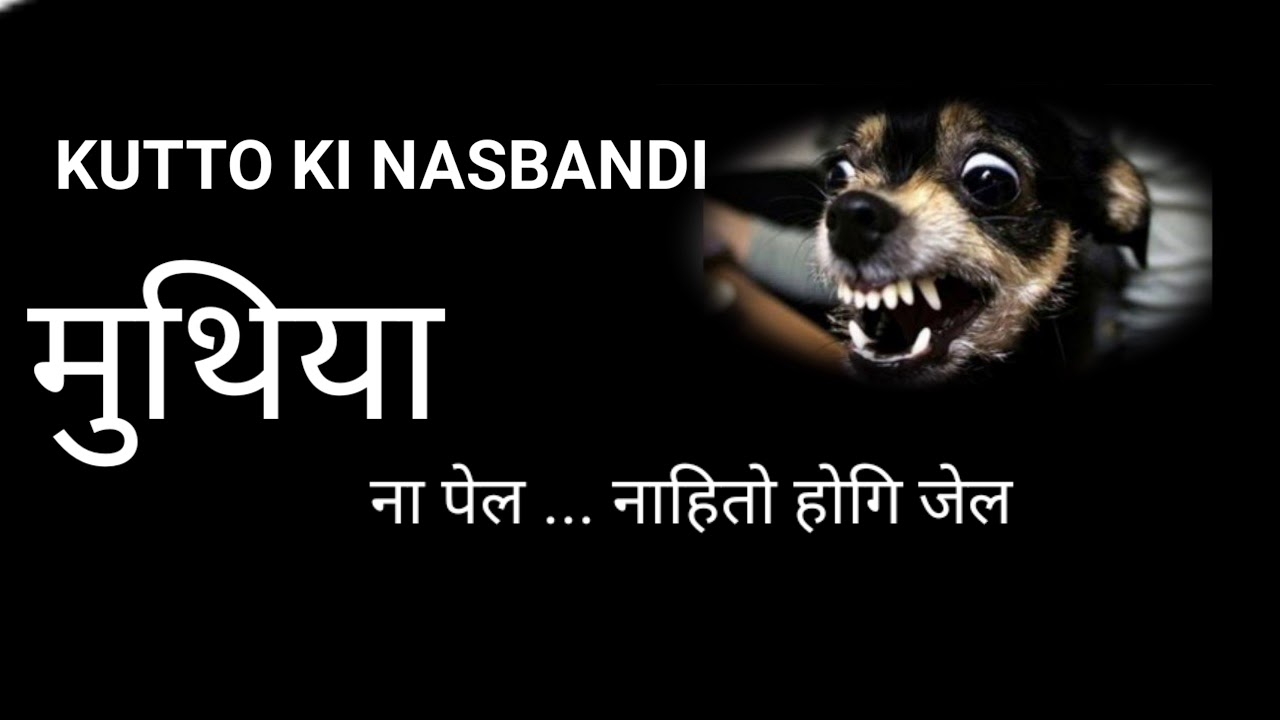 Kutto Ki Nasbandi Dogs Reaction After Hearing This News Funny Memes kutto-ki-nasbandi-dogs-reaction-after-hearing-this-news-funny-memes