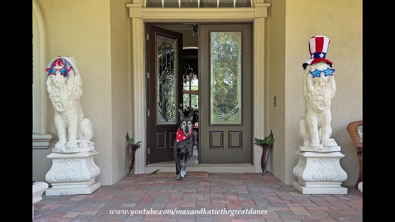 Happy Great Danes Are Excited To Start 4th of July Fun With Festive Big ...