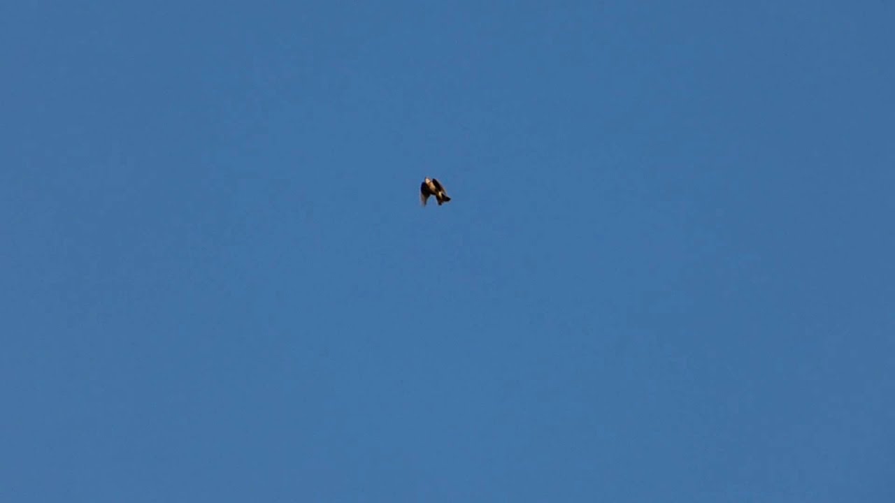 Mezei pacsirta (Alauda arvensis) Eurasian Skylark - YouTube