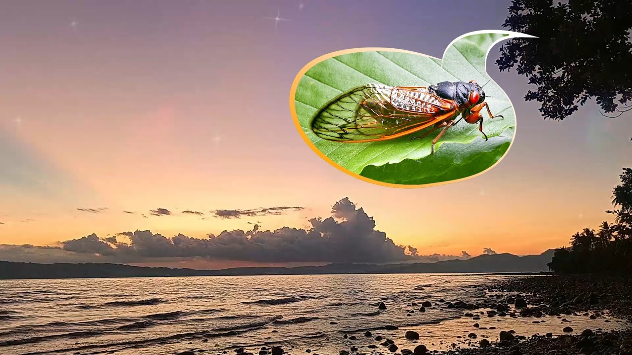 These Insects Help You Sleep At Night And Satisfying Ocean Wave Sounds ...