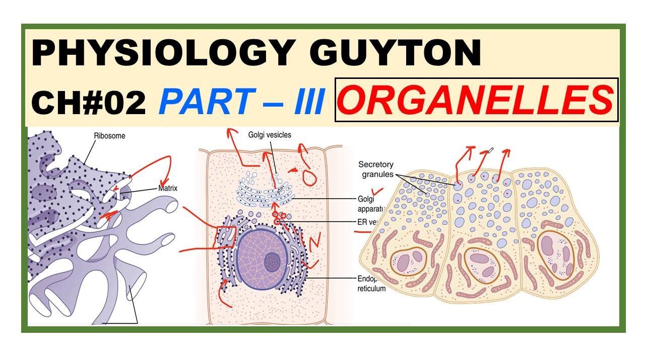 Chp#2(Part-III) Guyton Physio | Organelles | Cell & Its Functions ...