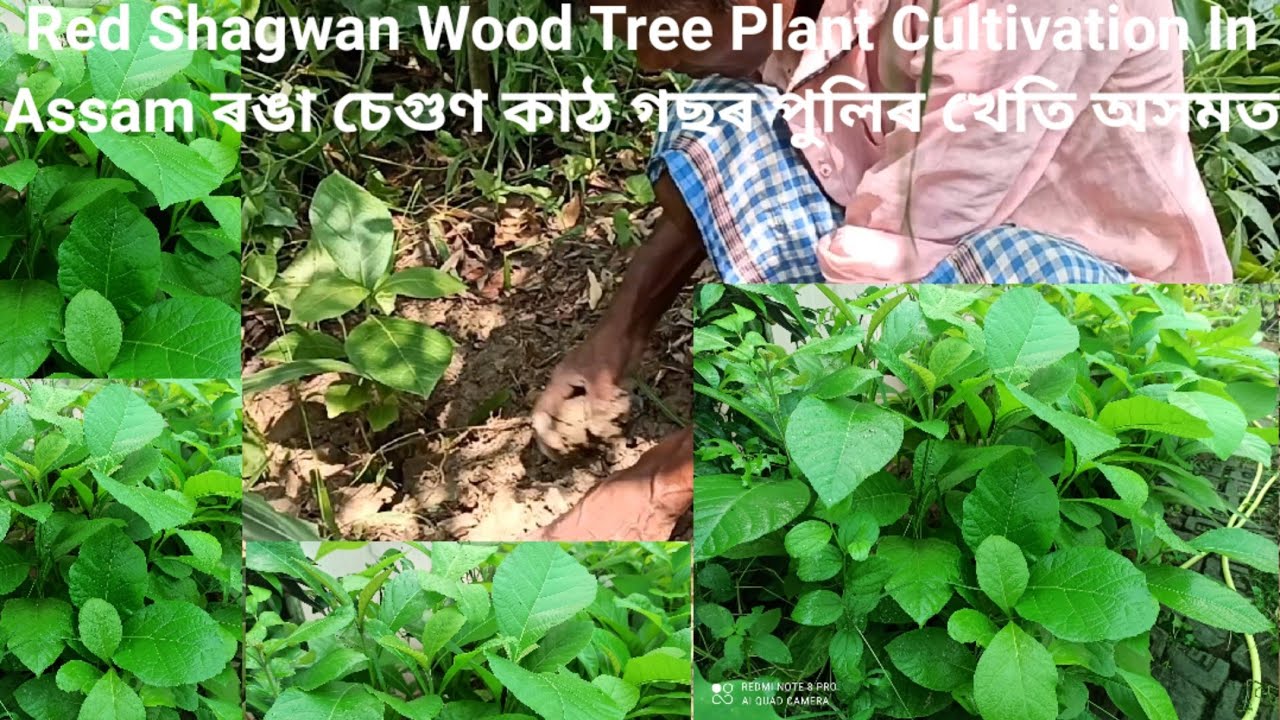 Red Shagwan Wood Tree Plant Cultivation In Assam ৰঙা চেগুণ কাঠ গছৰ ...
