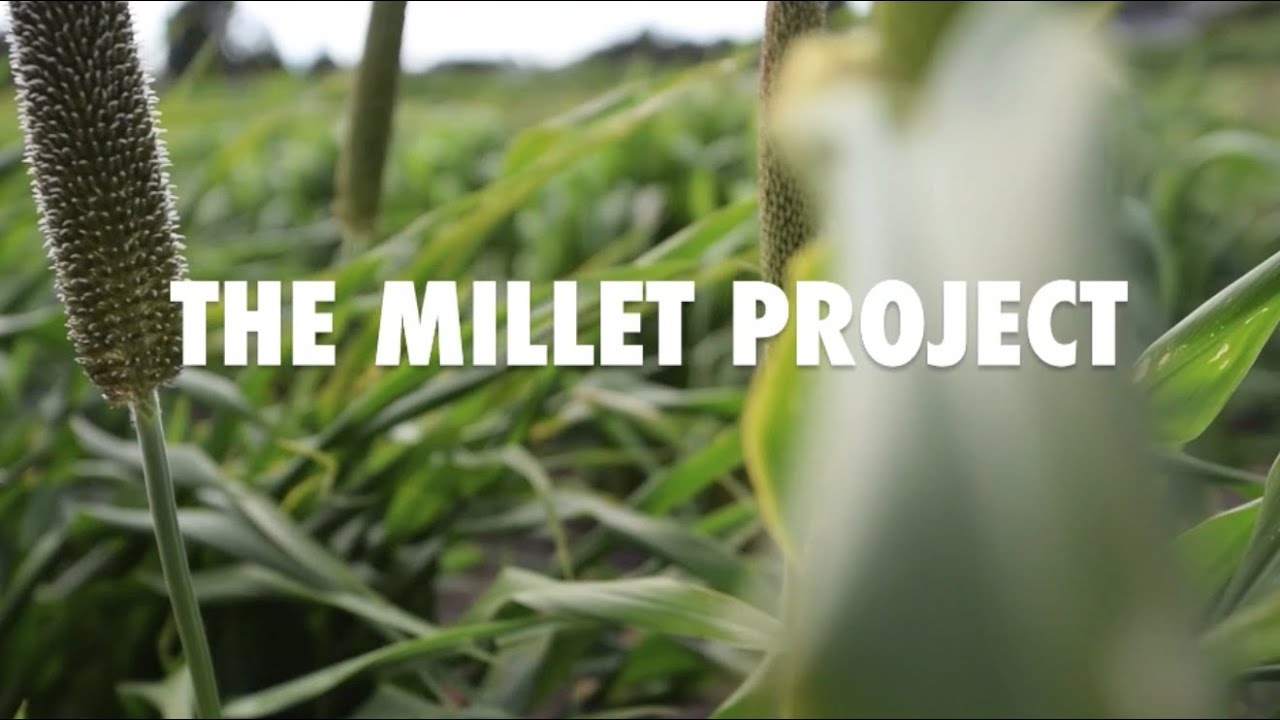 The Millet Project Crowdfunding Video - YouTube