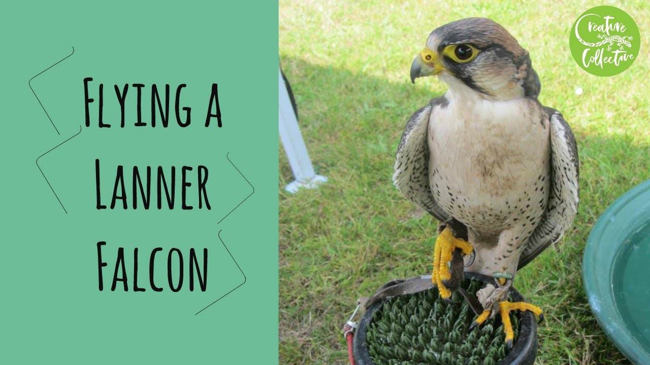 Flying a Lanner Falcon | LURE FLYING IN WINDY CONDITIONS | Creature ...