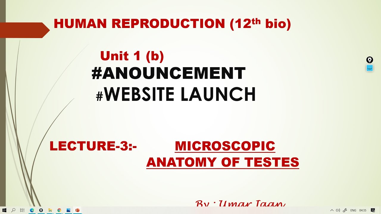 Microscopic Anatomy of Testes /layers of testes/ - YouTube