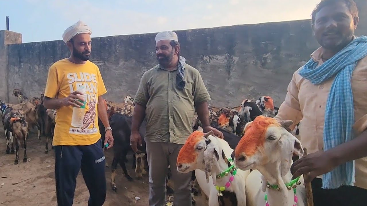 Balaheri Bakra Mandi Documentary | Shakeel Bhai Jaipur | Biggest Mandi ...