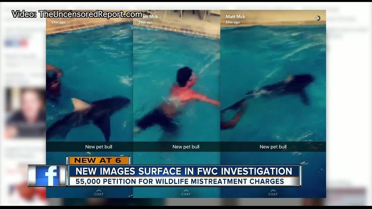 FWC confirms investigation into more shark abuse - YouTube