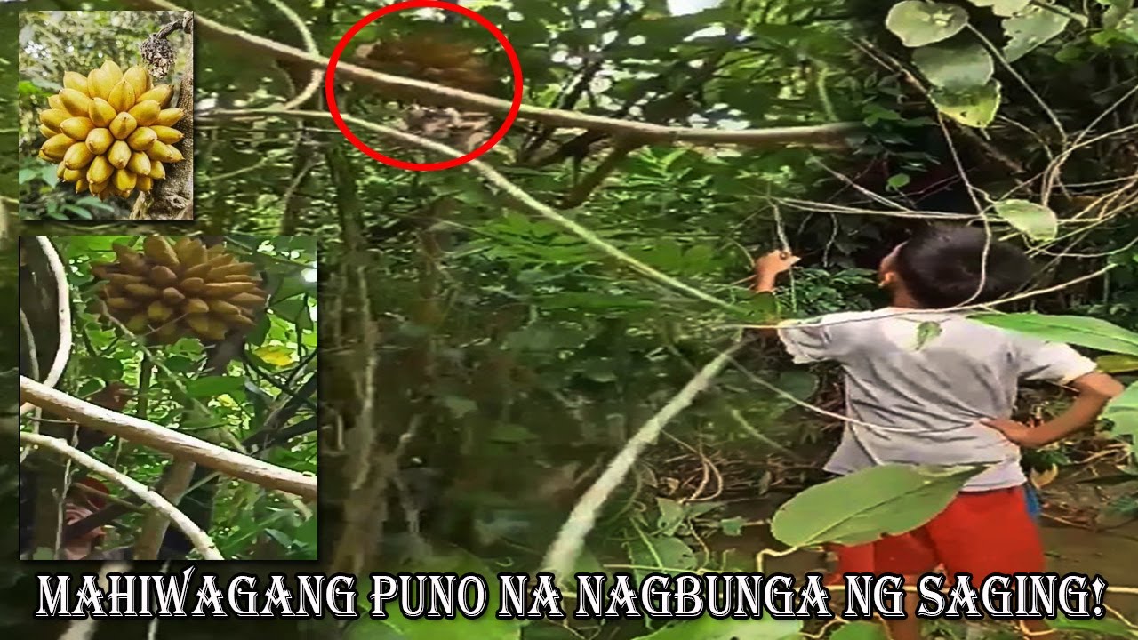 Mahiwagang Puno ng Kahoy Nagbunga ng isang Bungkos na Saging, Viral ...