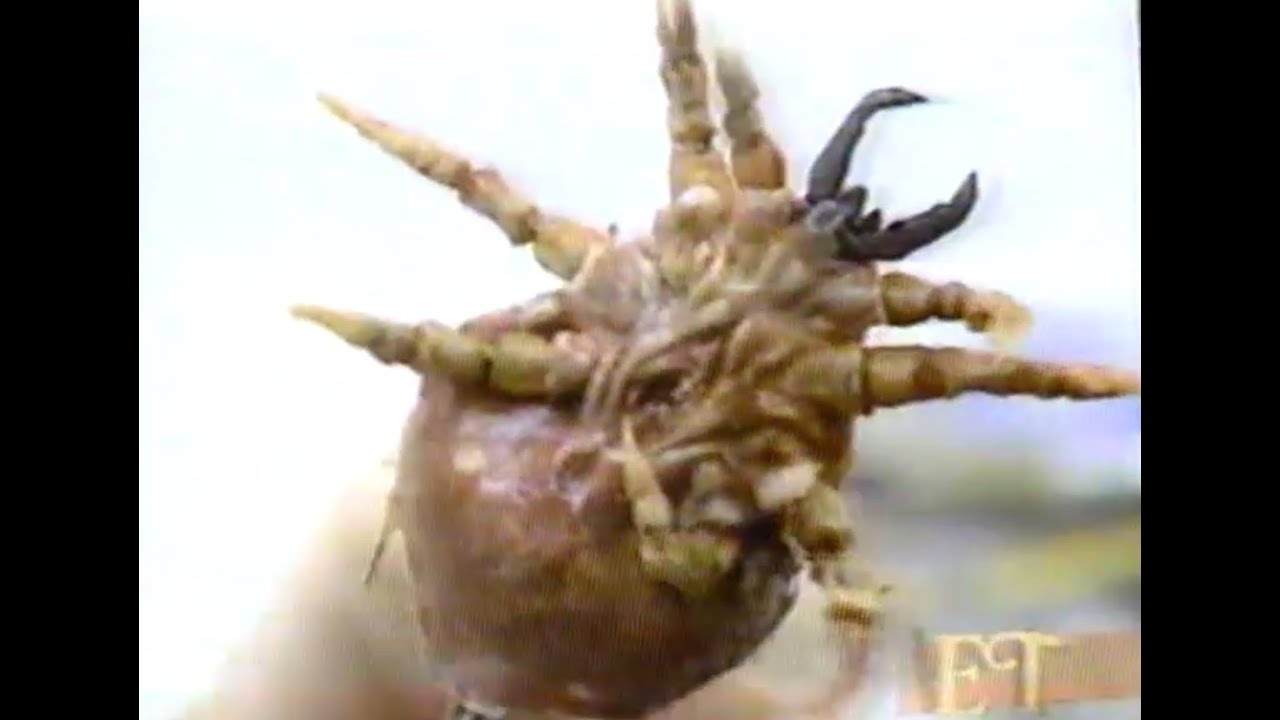 SPECIAL EFFECTS MAKE UP - Ticks - Entertainment Tonight (1993) - YouTube