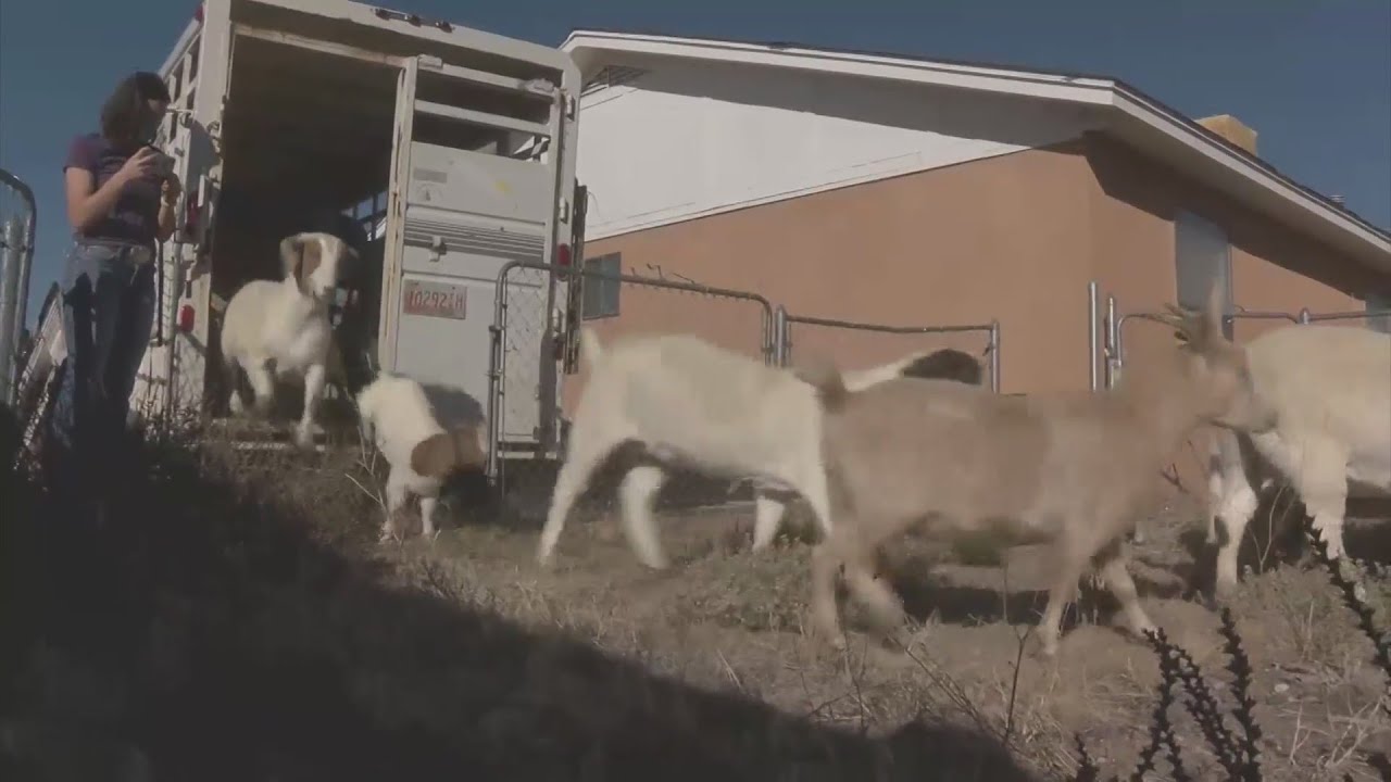 Galloping Goat using herd to clean up backyards - YouTube