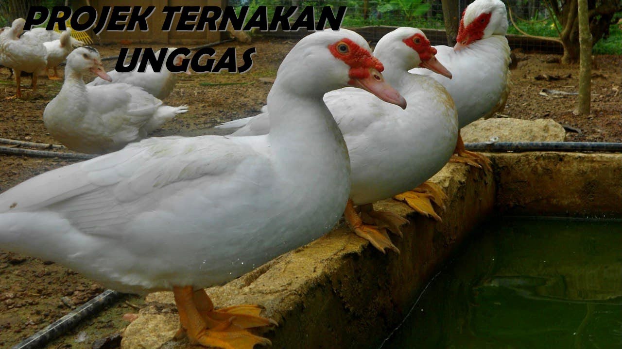 Projek Ternak Unggas | Angsa Mengawan | Itik Nila, Itik Telur, Ayam ...