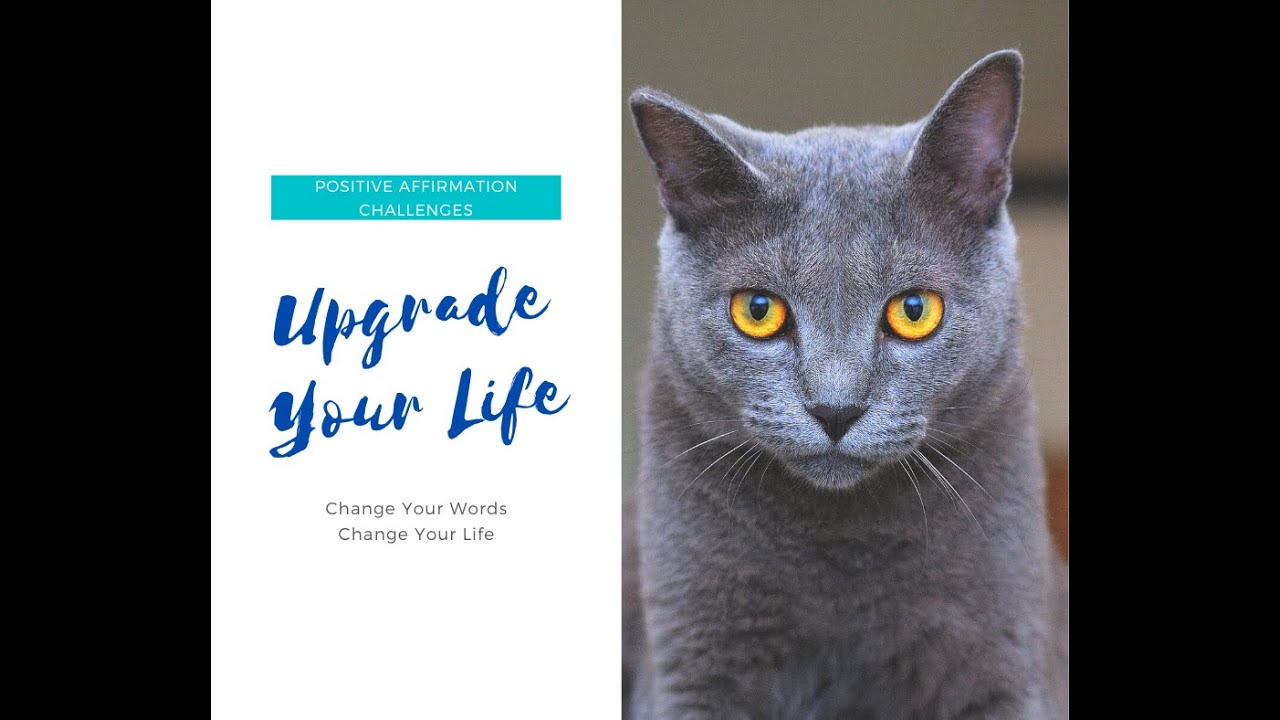 Pawsitive Affirmations to Upgrade Your Life - YouTube