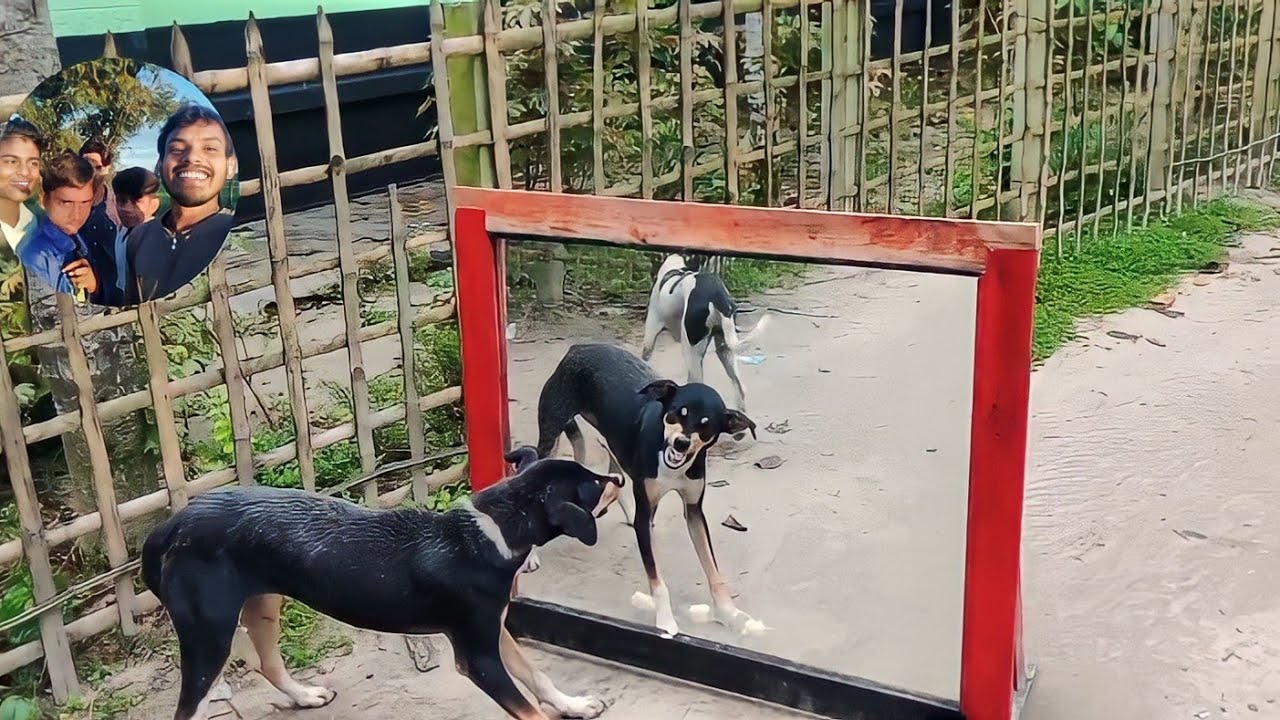 Angry Hilarious Reaction Video | Funny Dog Mirror Prank | Dog Vs Mirror ...