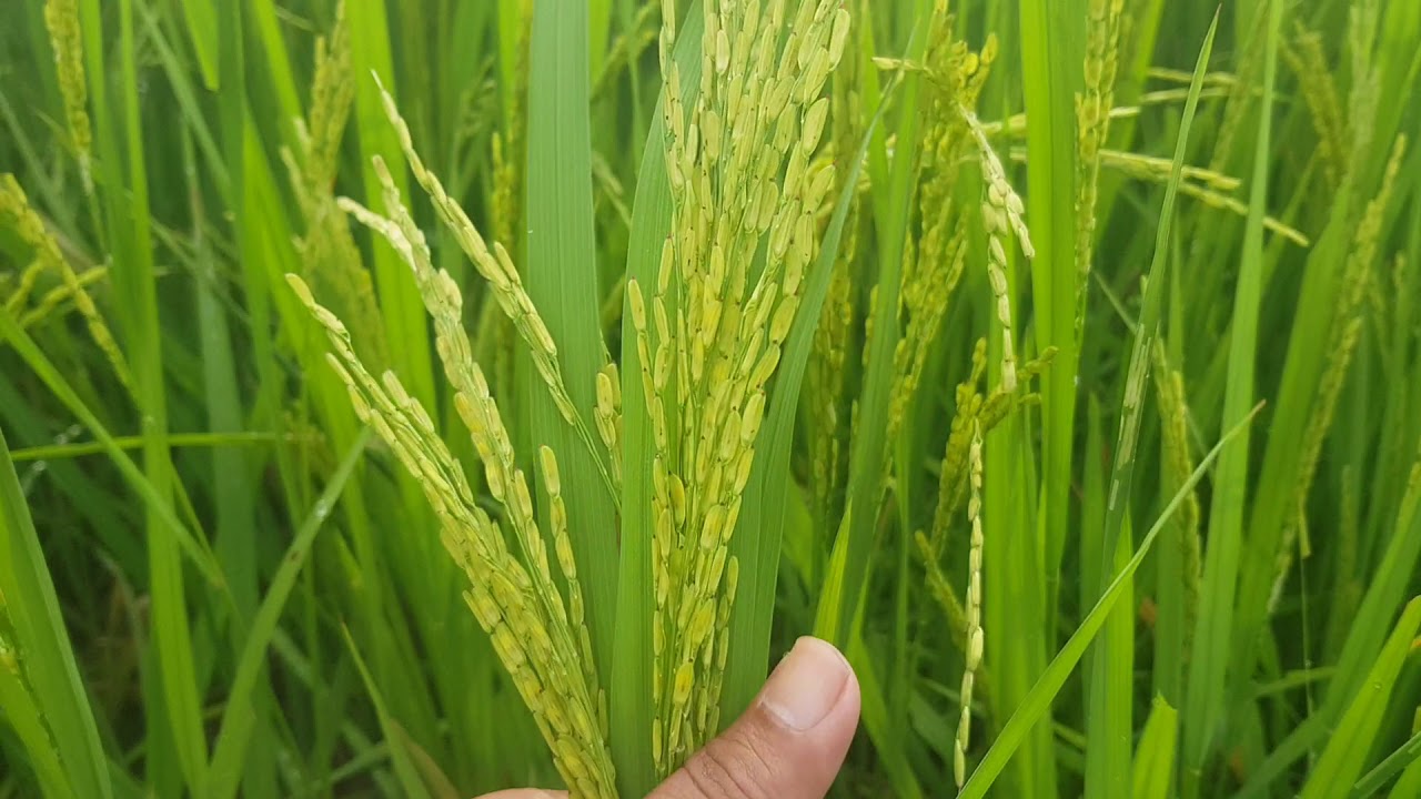 Padi Gogo Varietas Inpago 8 - YouTube