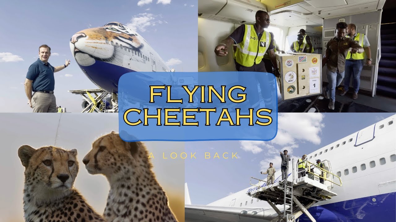 Flying Cheetahs- A look back - YouTube