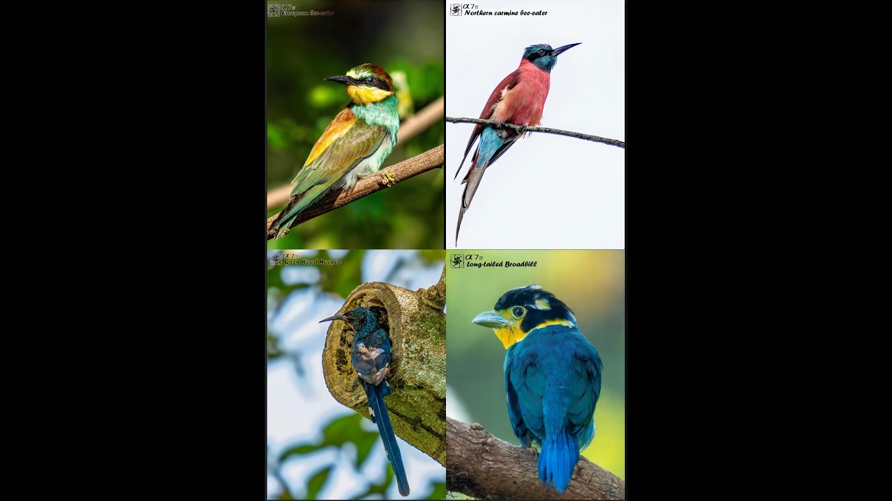 Singapore Mandai Bird Paradise 240318 - YouTube