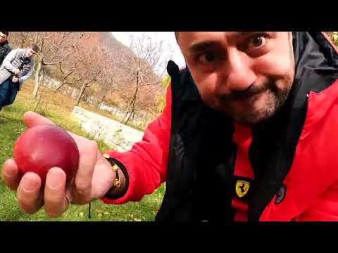 Lezzet axtarışında - Buynuz kendinde (İsmayıllı rayonu)