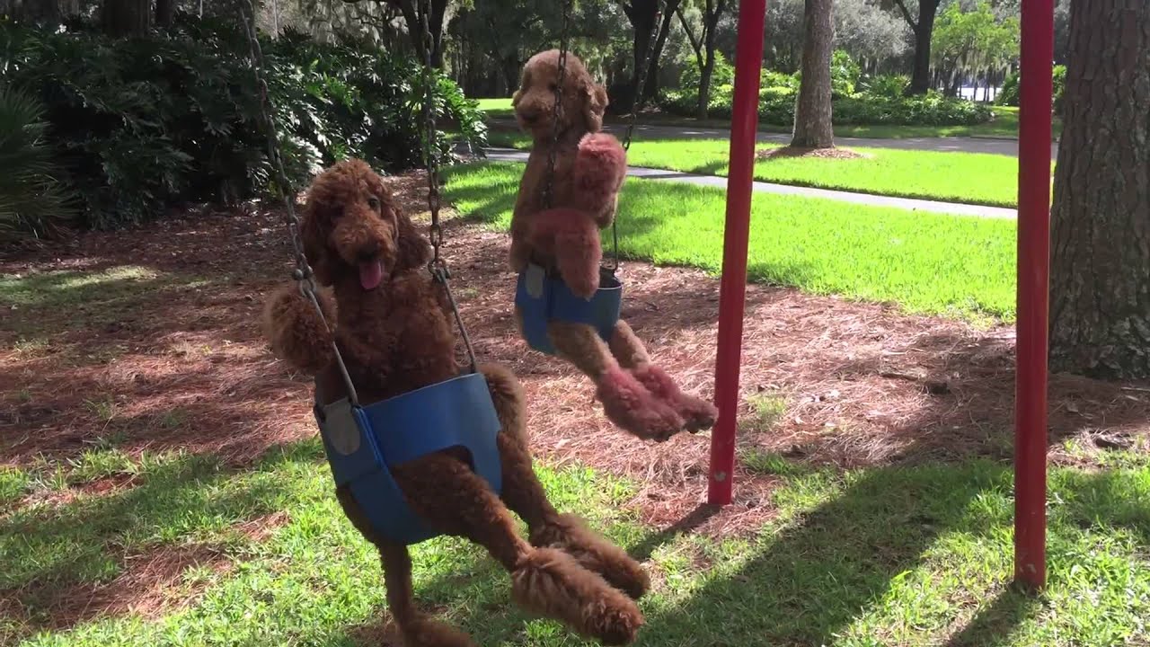 Classic Super Dog Max in Swing - YouTube