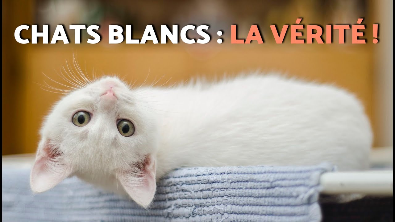 La VÉRITÉ sur la PERSONNALITÉ DES CHATS BLANCS 🐈🤍 (Explication ...