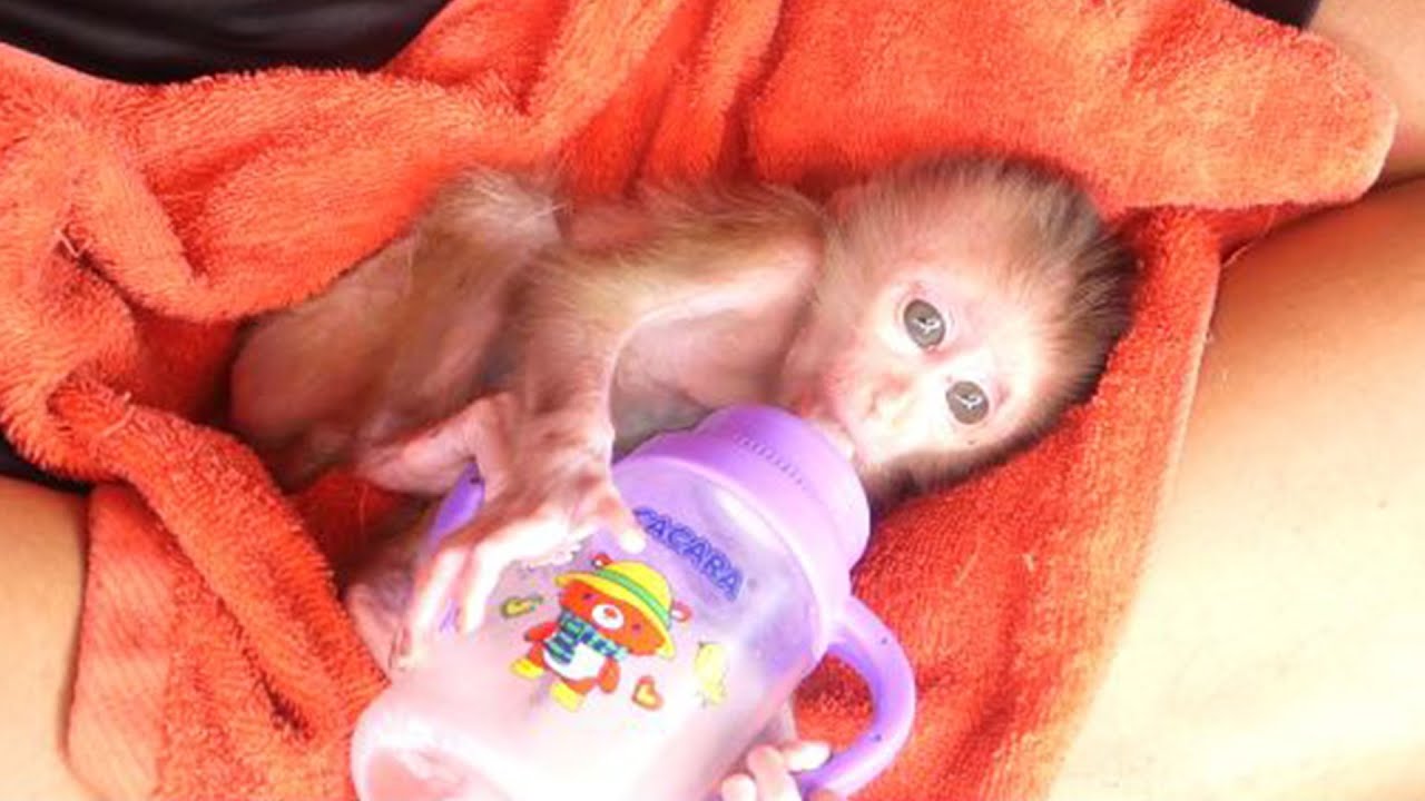 After the doctor put the medicine on the sad monkey, it was a little ...