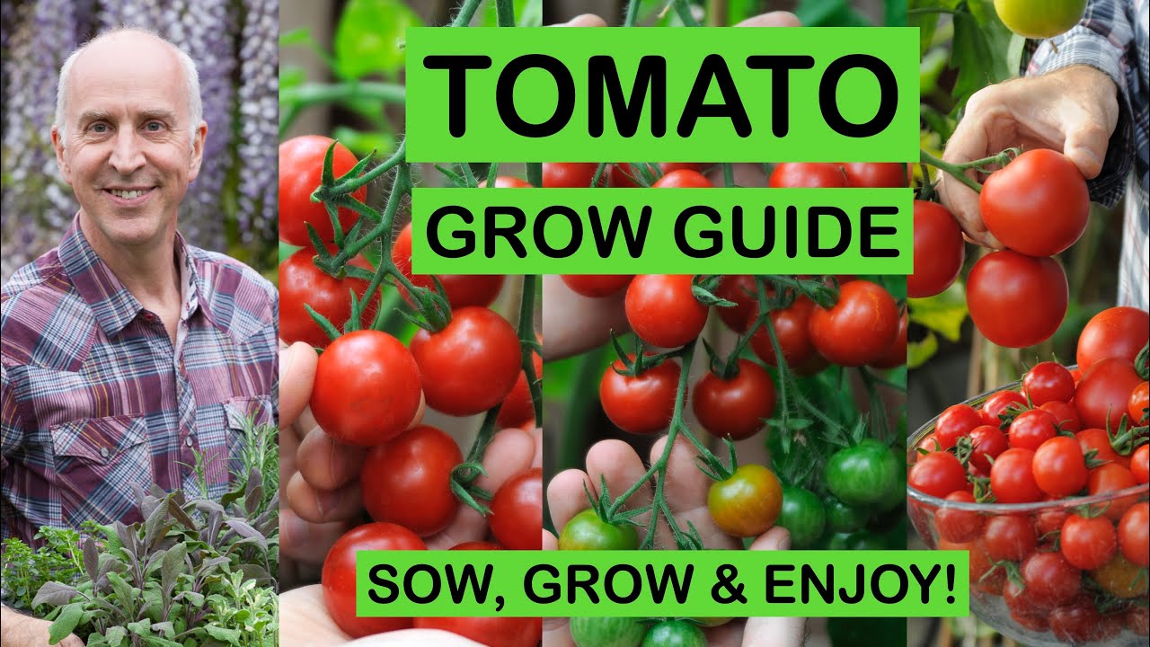 TOMATO GROW GUIDE – Variety Guide, Seed Sowing Tips, Growing Advice and ...