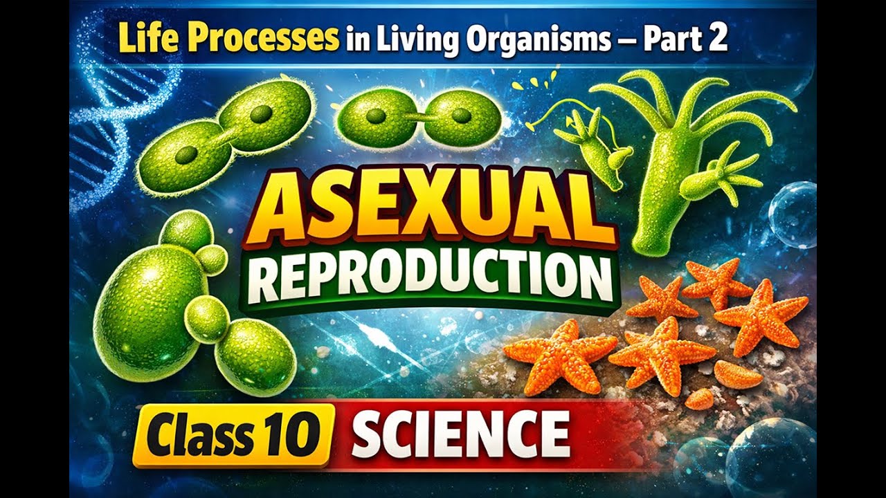 Life Processes in Living Organisms – Part 2 | Asexual Reproduction ...