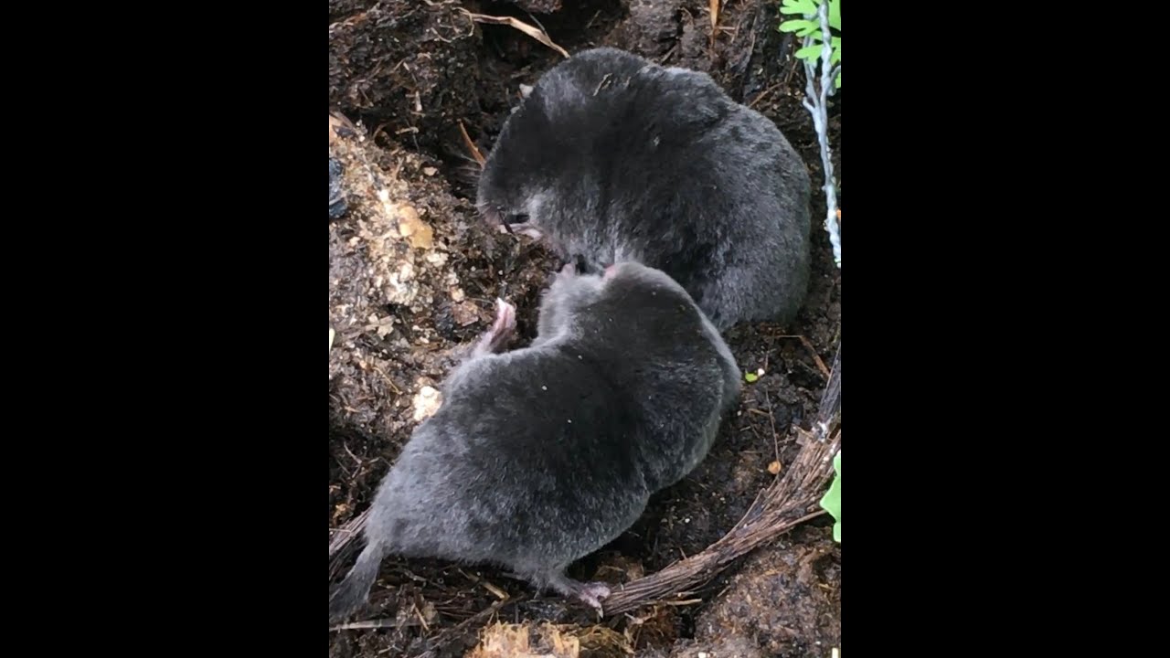 Rare wildlife sighting! Two young moles - YouTube