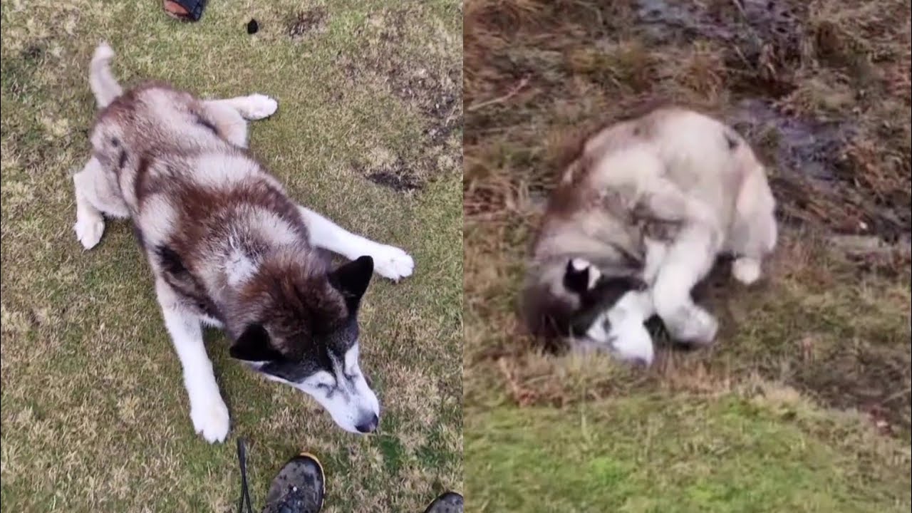 Old Husky Has A Fall While Out Walking - YouTube