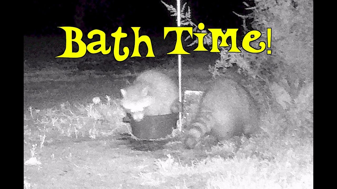 Baby Raccoons taking bath in pot of water! - YouTube