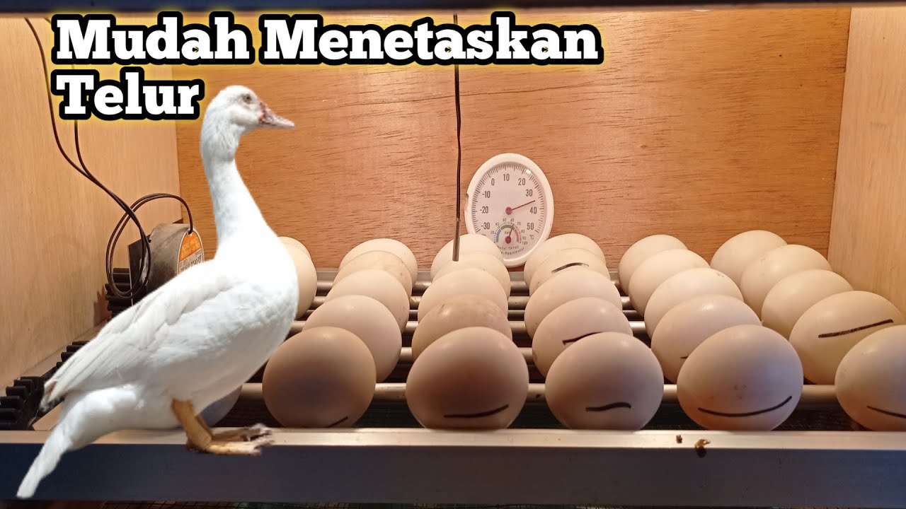 Belajar dari pengalaman🙏Cara menetaskan telur entok !! - YouTube