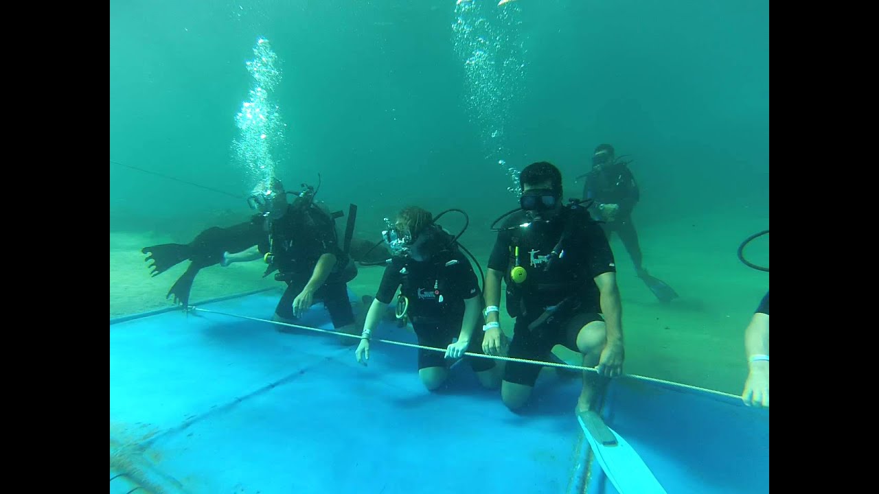 Scuba dive with trained sea lion in Puerto Vallarta - YouTube