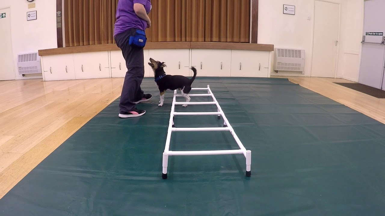 Ladder sideways with hind legs - advanced trick - YouTube