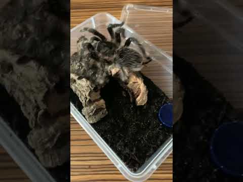 Tliltocatl albopilosum (Costa rican curly haired tarantula adult female ...