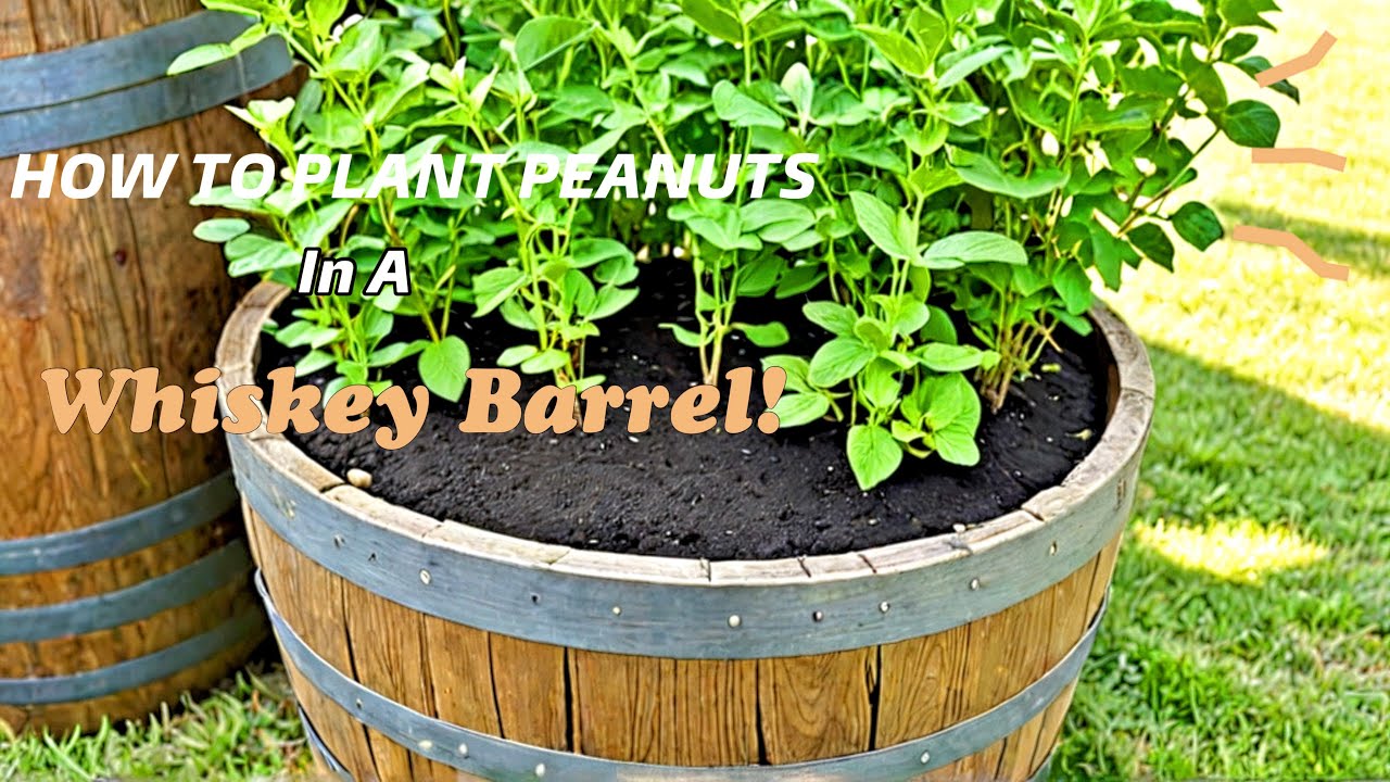 How to Plant Peanuts in a Whiskey Barrel Container!! - YouTube