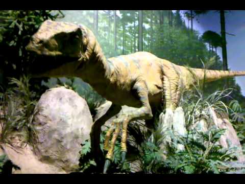 Animatronic Velociraptor @ the Creation Museum - YouTube
