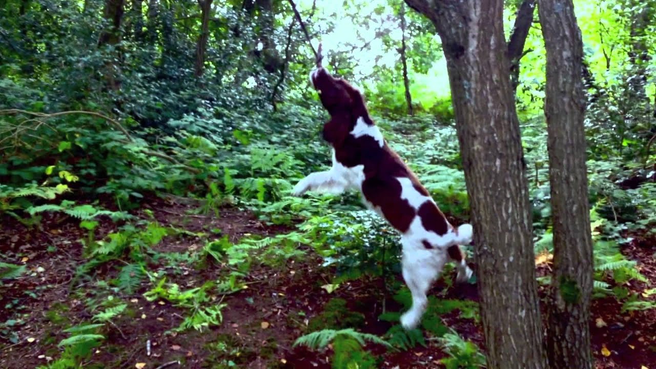 Dog On A Rope Swing - GoPro HD - YouTube
